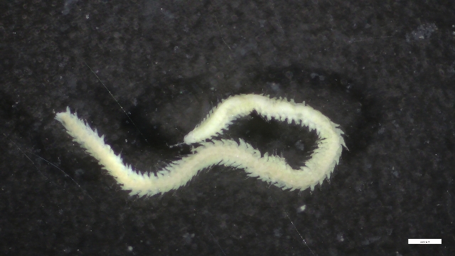 BOLD Systems: Taxonomy Browser - Eteone {genus}